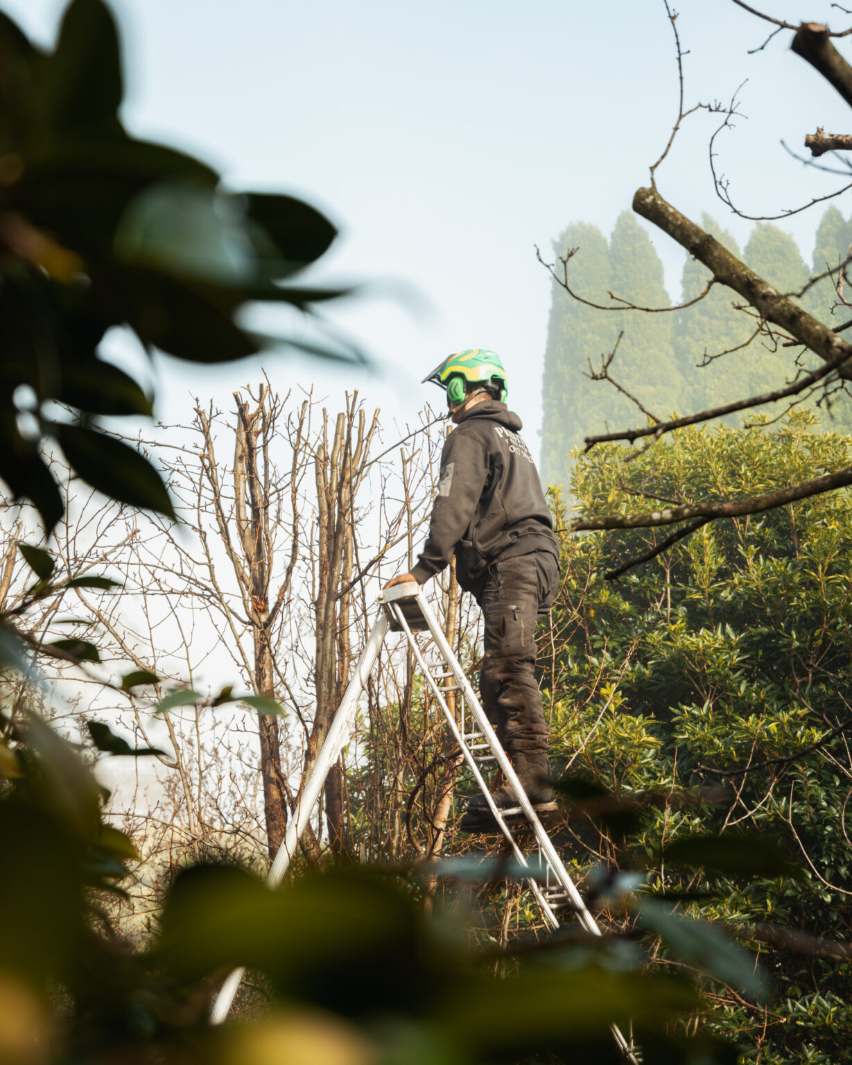 Pruning in Bundanoon | Pristine Tree People